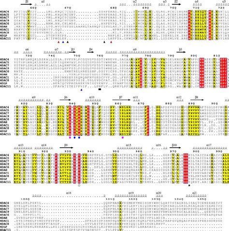 Multiple Sequence Alignment Of Hdac Catalytic Domains Shown Is A