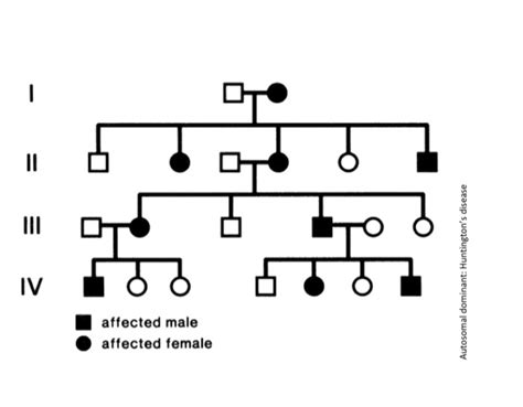 Sickle Cell Anemia Pedigree