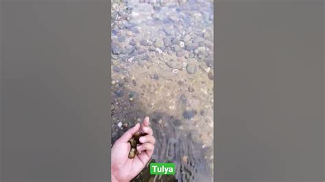 Tulya Sa Ilog Clams Buhayprobinsya Tulya Province Provincelife
