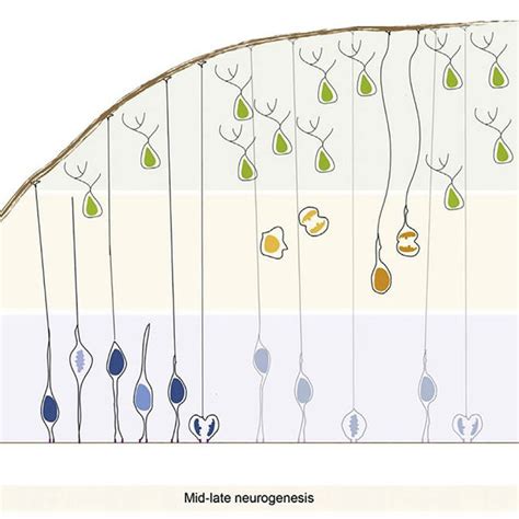 The Extracellular Matrix Composition The Brain Extracellular Matrix