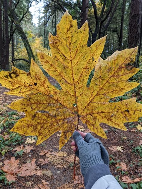 Big Leaf Maple Appreciation Rabsoluteunit