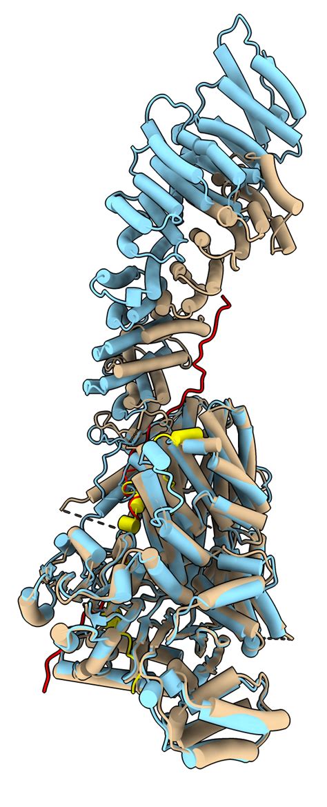 Alphafold Protein Structures