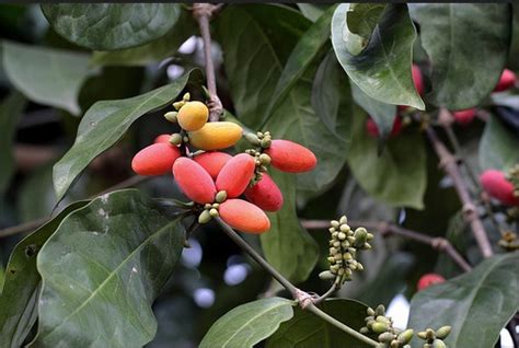 Cara Menanam Belinjo Dengan Biji Dan Stek Budidaya