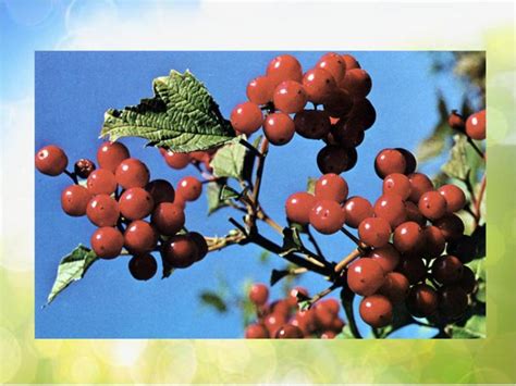 小学人教版第1课 色彩的对比课文课件ppt 教习网 课件下载