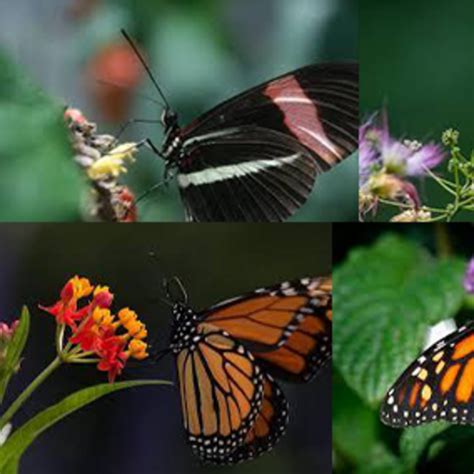 Yolov8 Segmentation Data Butterfly Kaggle