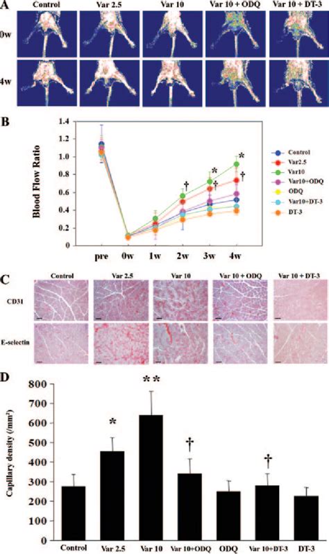 Figure 1 From Growth Factor Pathway Dependent Hypoxia Inducible Factor