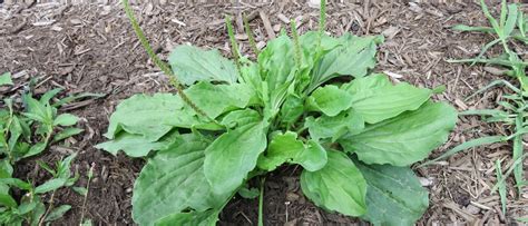 Narrow Leaf Plantain