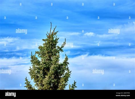 The Tree Token Of A Type Tree Universal Plant In All Types And