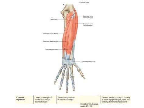 Extensor Compartment Of Forearm 1 Ppt