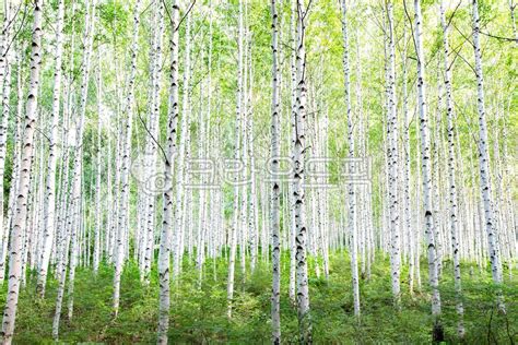 자연 풍경 자작나무 나무숲 자작나무숲 사진이미지일러스트캘리그라피 포타도작가