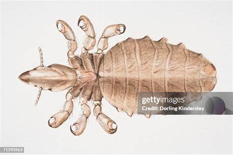 Pidocchio Delluomo Foto E Immagini Stock Getty Images