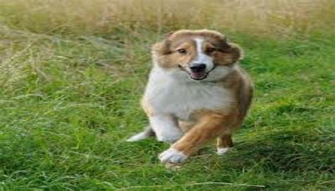 Docker Docker Compose와 Dockerfile을 활용한 Nginx 서버 구축 두발로걷는개