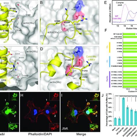 Proposed Models Of Actin Filament Nucleation And Polymerization