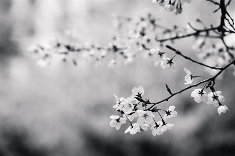 Black And White Flowers Wallpapers Wallpaper Cave