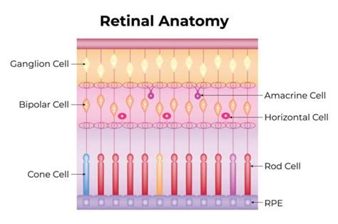Retinal Anatomy Science Design Vector Graphic By Hamjaiu Creative Fabrica
