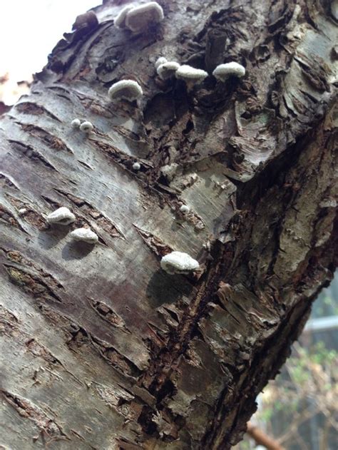 Tree Fungus Identification And Treatment