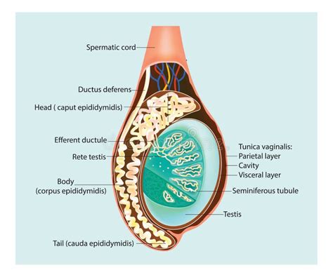 Testis Anatomy Model