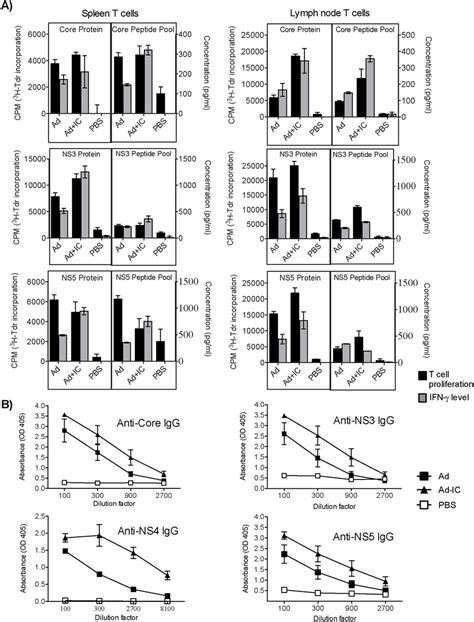 Identification Of Cross Reactive Cellular And Humoral Immune Responses Download Scientific