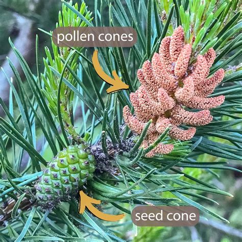 Female Pine Cone
