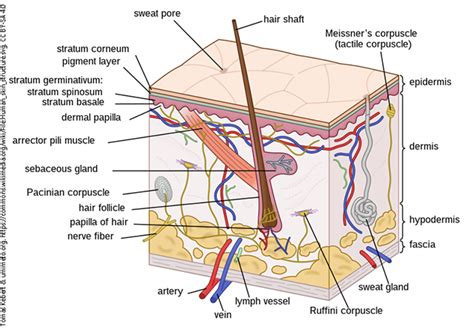 Integumentary System Hair