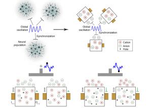 Brain Connections Neuromorphic Devices Emulate The Brain S Hardware Advanced Science News