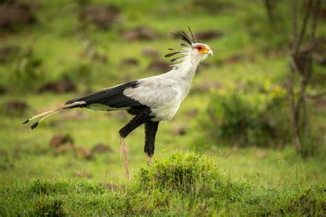 15 Bird Species With Bizarre Behavior