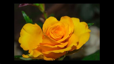 ලස්සන මල් වර්ගවල පින්තුර Pictures Of Beautiful Flowers Youtube