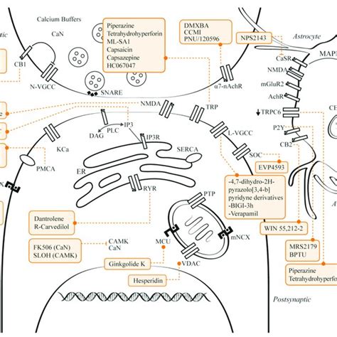 Potential Therapies Associated With Their Respective Calcium Targets Download Scientific