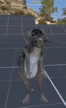 Rat Dancing Rat  Rat Dancing Rat Dancing Khám Phá Và Chia Sẻ 