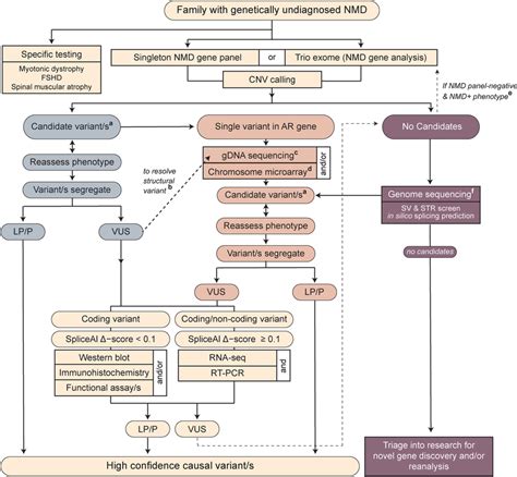 Proposed Diagnostic Algorithm For Neuromuscular Disorders Our