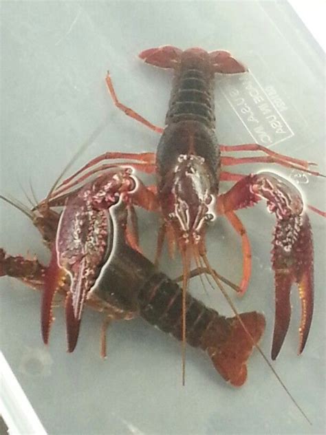 Male Vs Female Crayfish