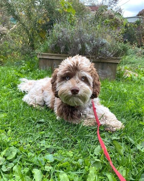 Havanese Mixes 30 Cutest Havanese Hybrids