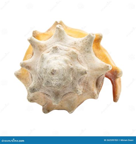 A Single Shell Or Seashell Stock Image Image Of Seashell 262599783