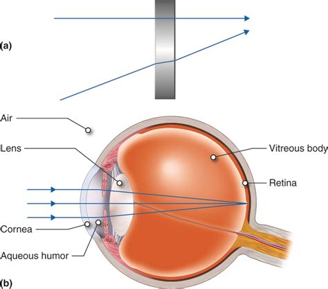 Vision Anatomy And Physiology
