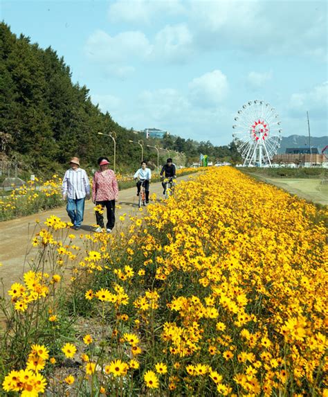 함평 좁은 잎 해바라기 만개 노란 꽃 물결 장관 뉴스에이