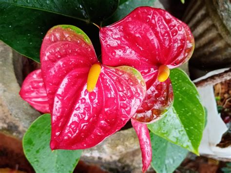 මල් පැල ඇන්තූරියම් සහ වෙනත් වර්ග