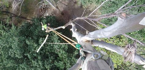Tree Removal Adelaide
