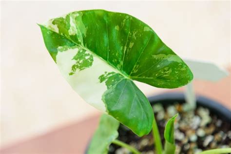 معرفی گل بابا آدم و نکات مهم نگهداری آن مجله اسنپ فود