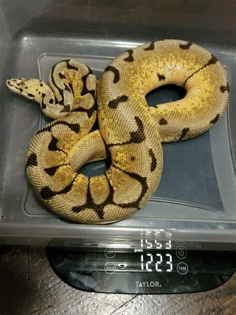 Bumblebee Ball Python By Anr Morphs Morphmarket