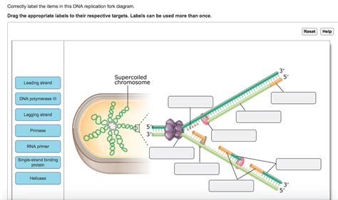 DIAGRAM Dna Replication Diagram Labeled MYDIAGRAM ONLINE