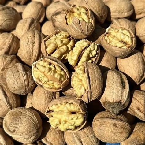 ‎نهالستان گلبرگفروش نهالنهال میوهکبودهصنوبر‎ ‎مجموعه نهالستان