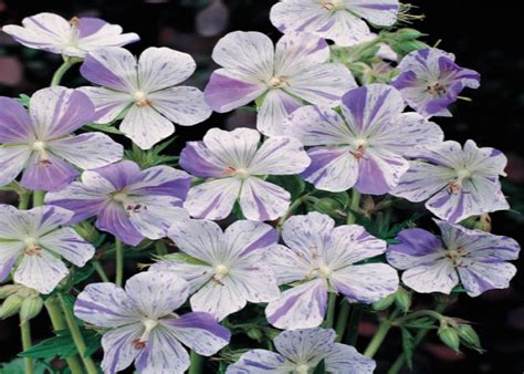 List Of 20 Hardy Geranium Varieties To Enhance Your Garden The Arches