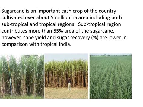 Sugarcane Trench Method Planting Pptx