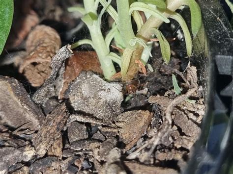 Triangulate Cobweb Rspiders