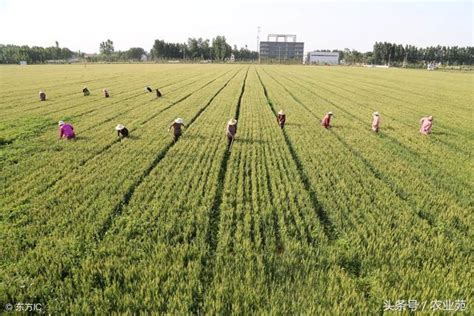 如何應對農民種糧沒了積極性？ 每日頭條