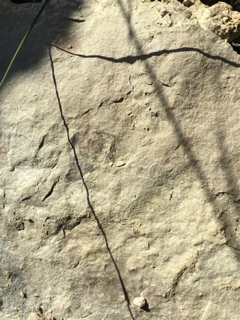 Fossils Of Manitoulin And Area Kane X Faucher