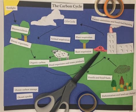 The Carbon Cycle Diagram Carbon Cycle Matching Activity Etsy Finland