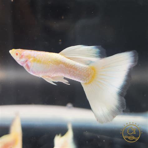 알비노 플래티넘 풀 화이트 구피 골드문아쿠아 Goldmoonaqua