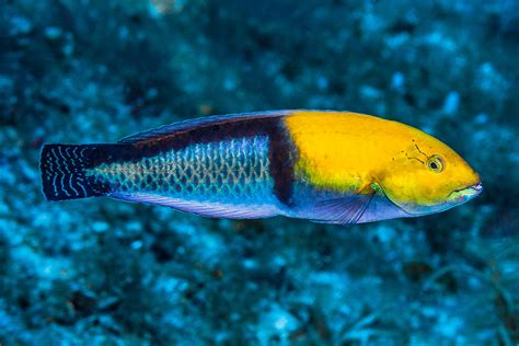 Yellowhead Wrasse Naturerules1 Wiki Fandom