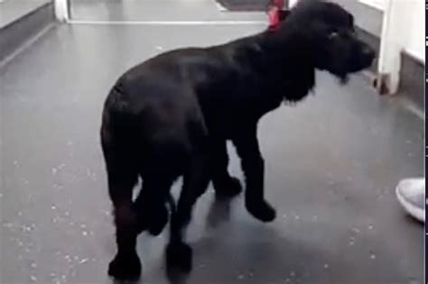 6 Legged Spaniel Undergoes Surgery To Remove Extra Limbs And Adjusts To
